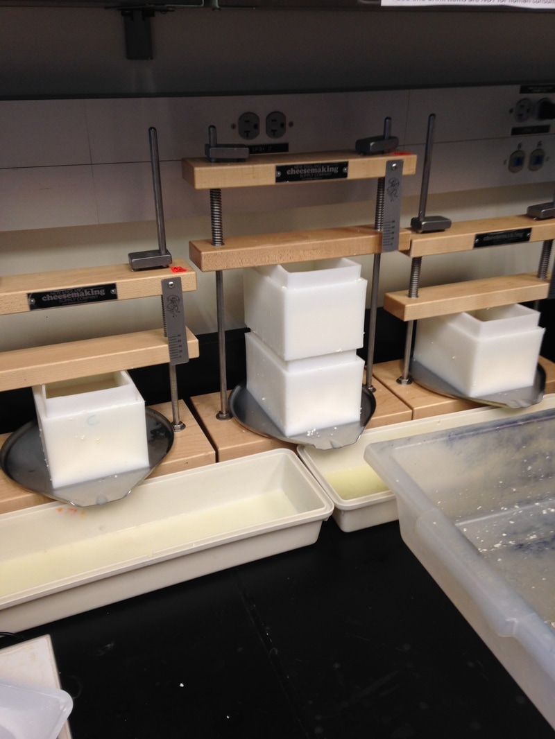 Research | D'Amico Microbiology Lab